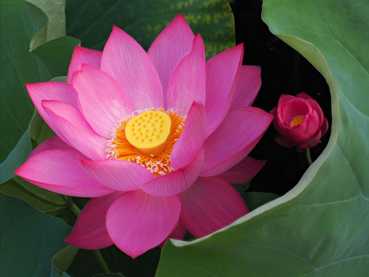 蓮 2025-12 | GANREF