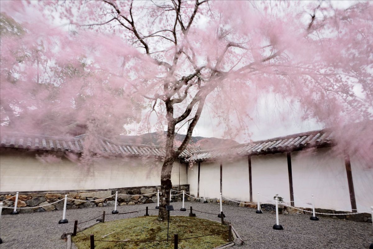 桜 2025-20 | GANREF