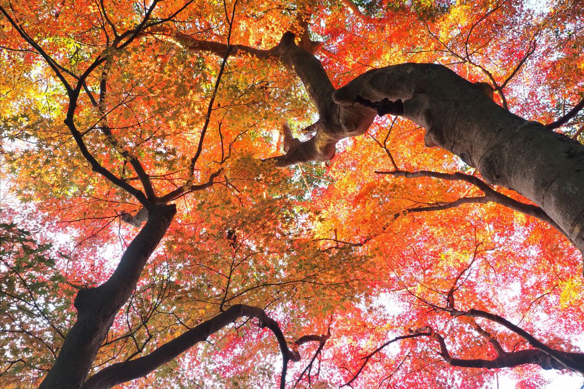 紅葉 2023-40 | GANREF