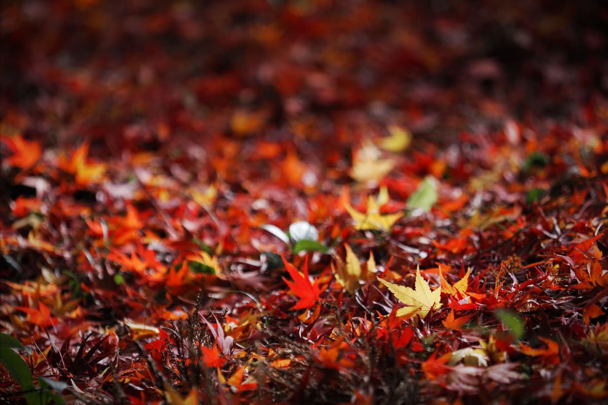 紅葉 2024-28 | GANREF