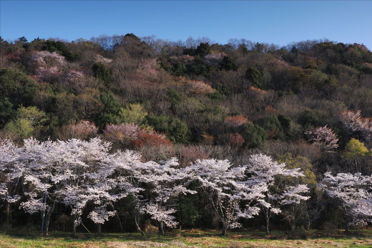 桜 2025-31 | GANREF