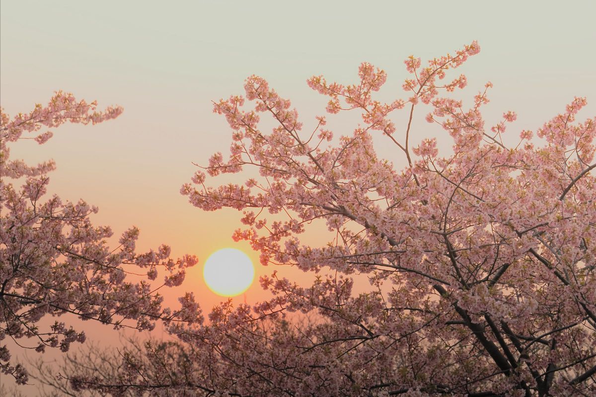 桜 2025-13 | GANREF