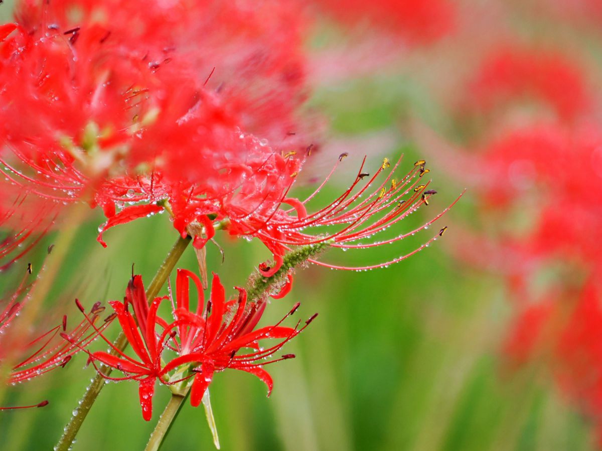 彼岸花 2025-8 | GANREF