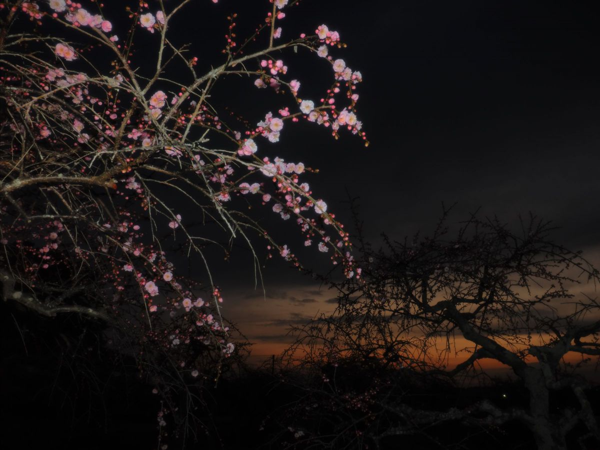 梅 2025-11 | GANREF