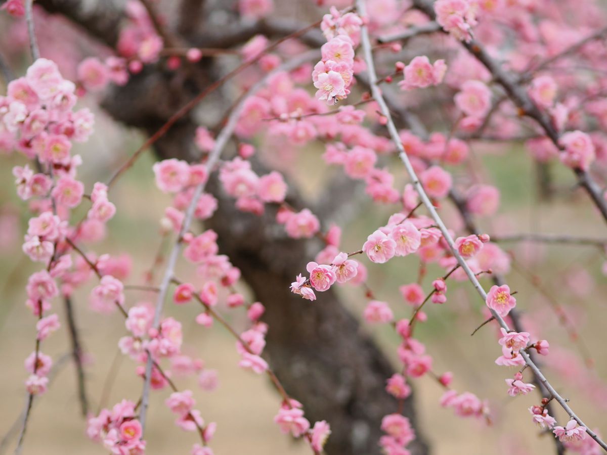 梅 2025-13 | GANREF