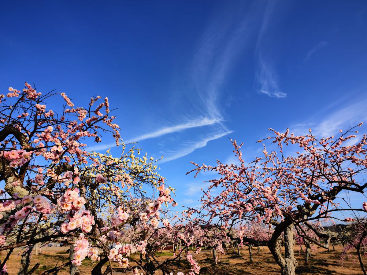 梅 2025-25 | GANREF