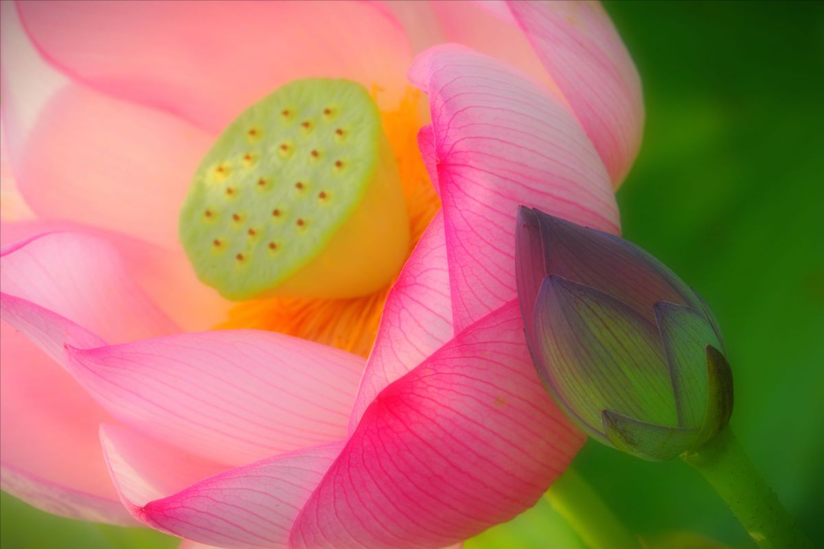 蓮 2025-19 | GANREF