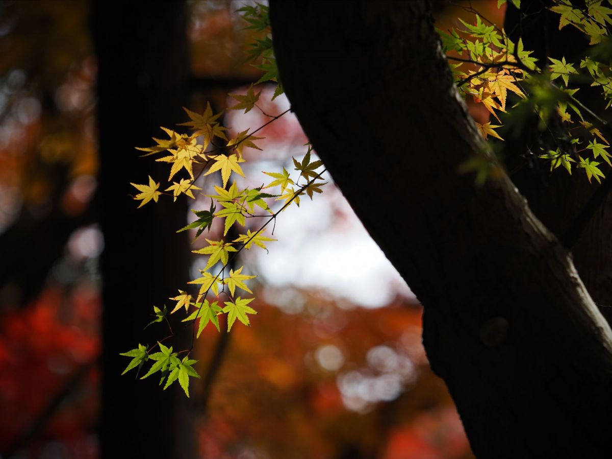 紅葉 2024-22 | GANREF