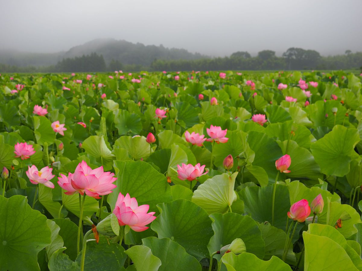 蓮 2024-14 | GANREF