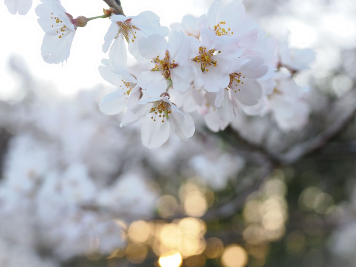 桜 2025-15 | GANREF