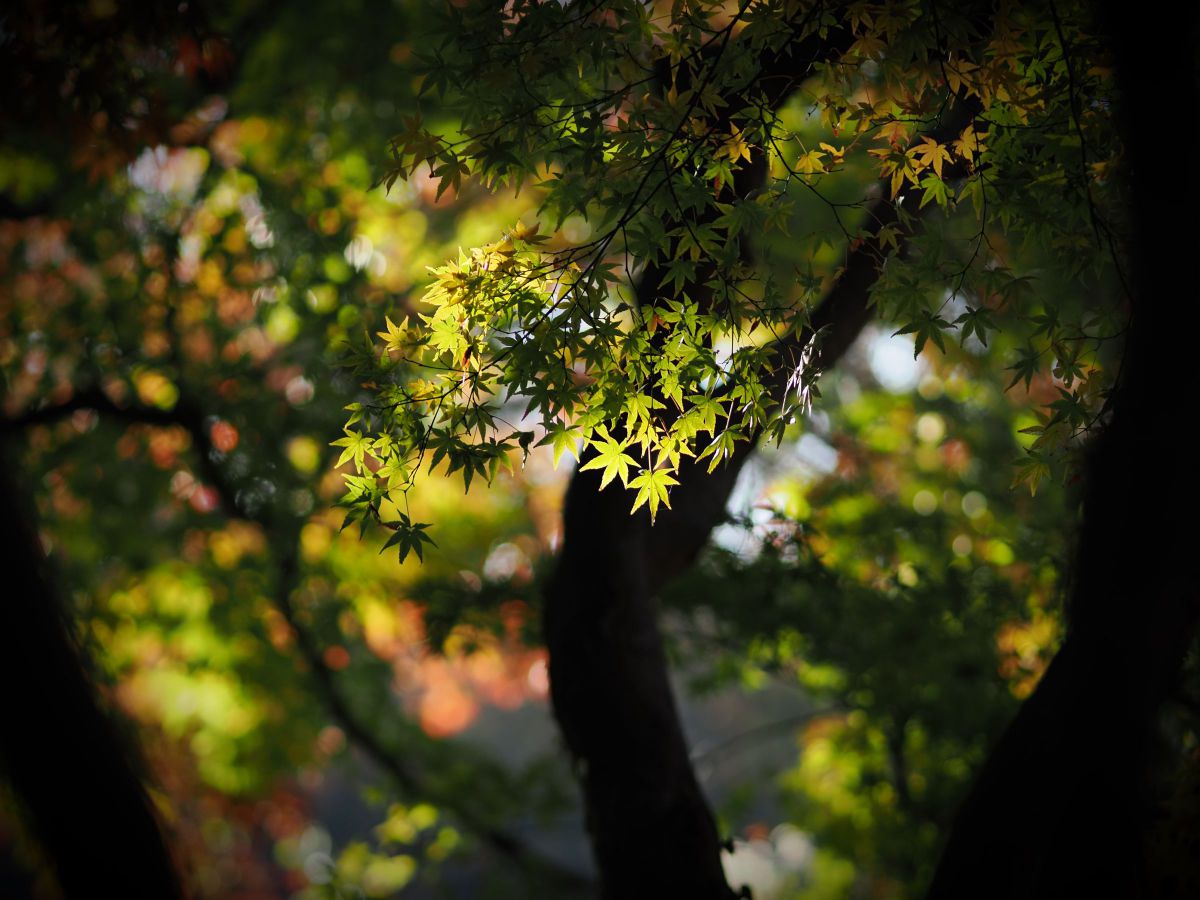 紅葉 2024-18 | GANREF