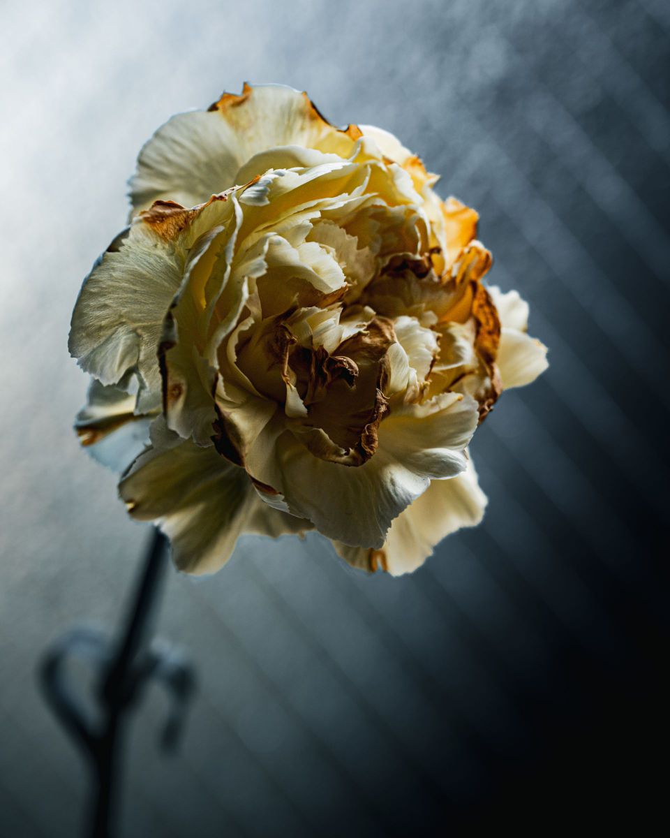 有終の美 | GANREF