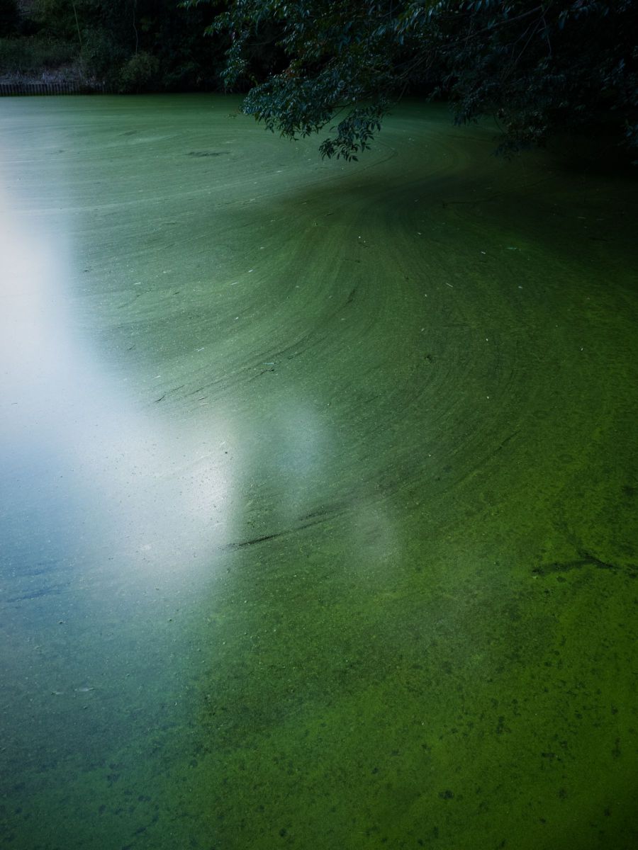 fragments 06 | GANREF