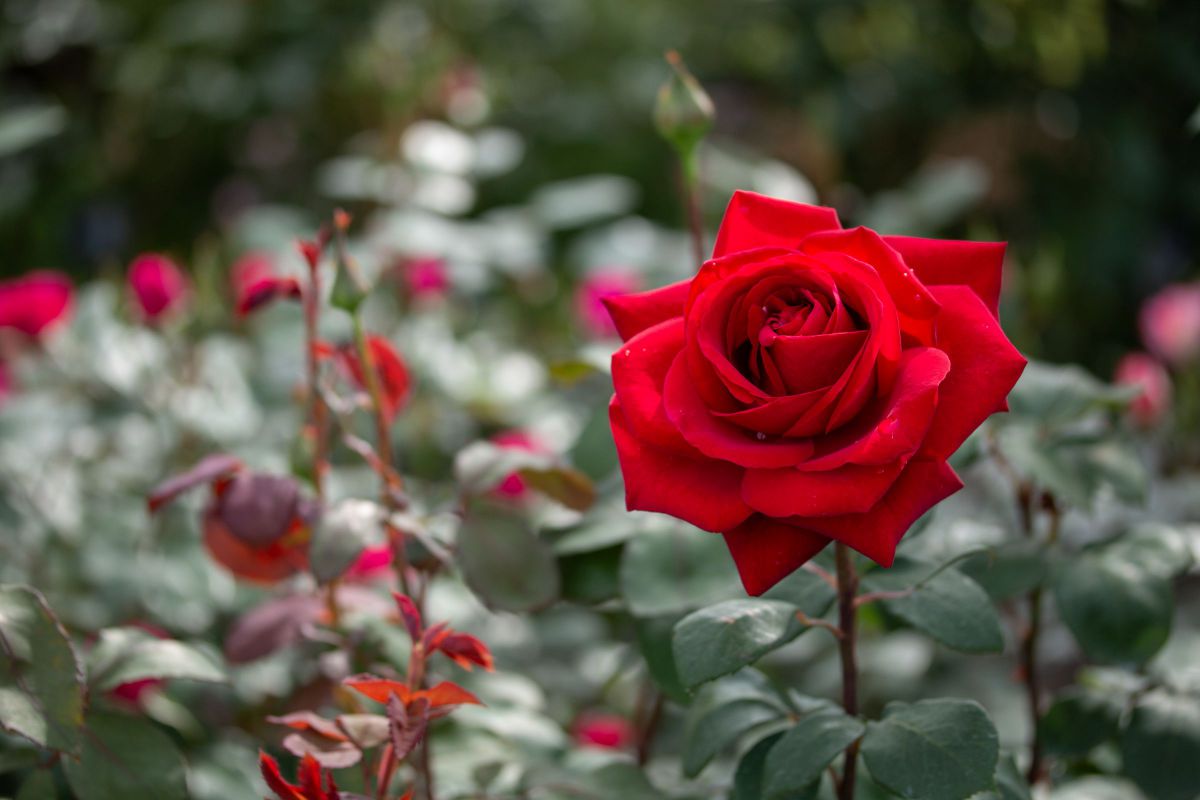 Red rose | GANREF