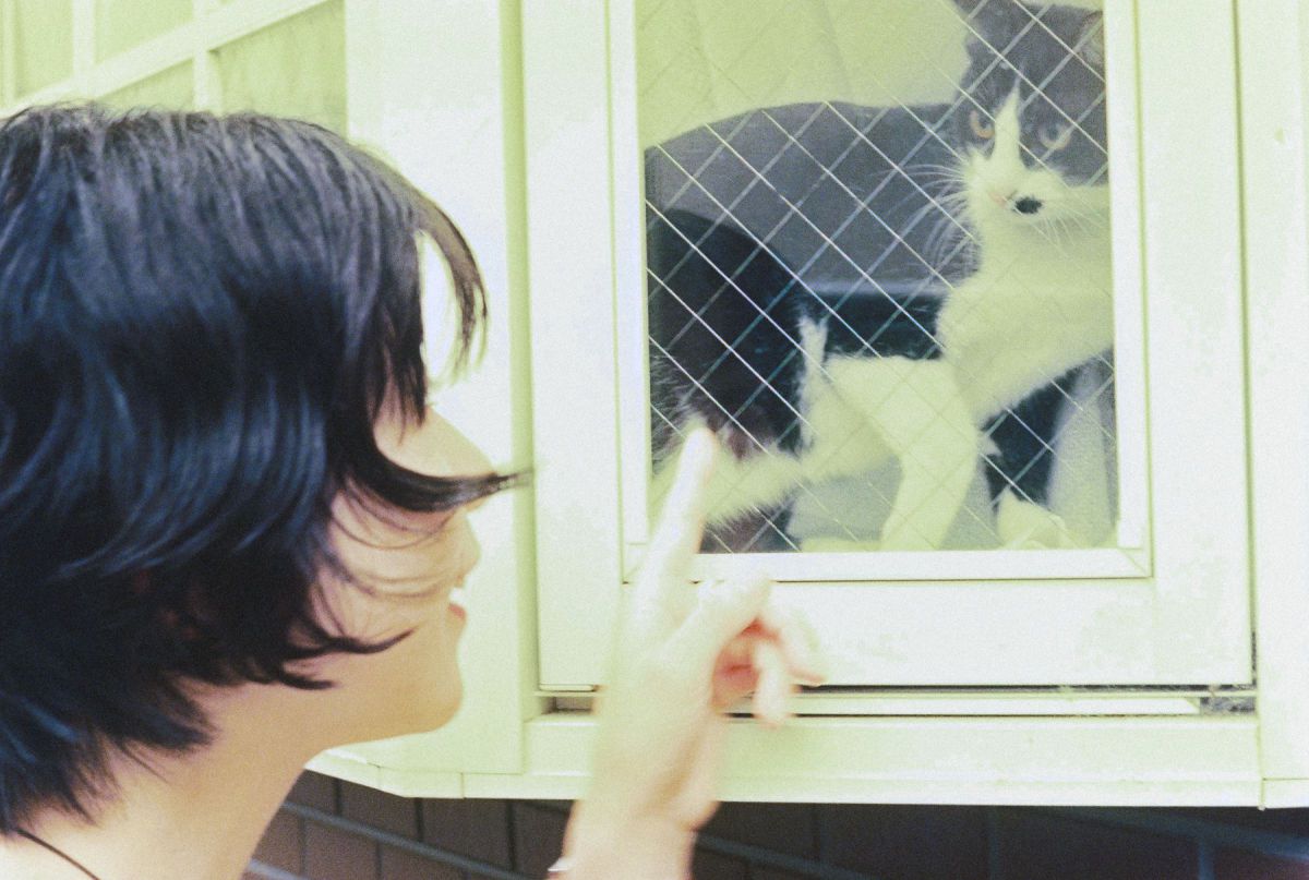 Recollection : my dear cat | GANREF