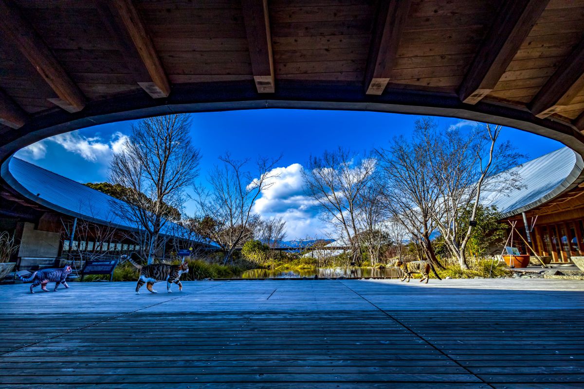 Blue Period XX | GANREF