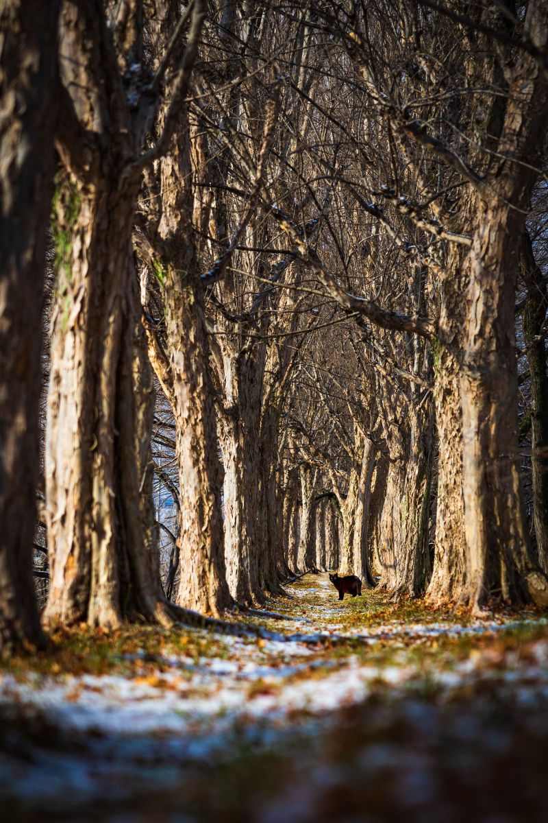 in the forest | GANREF