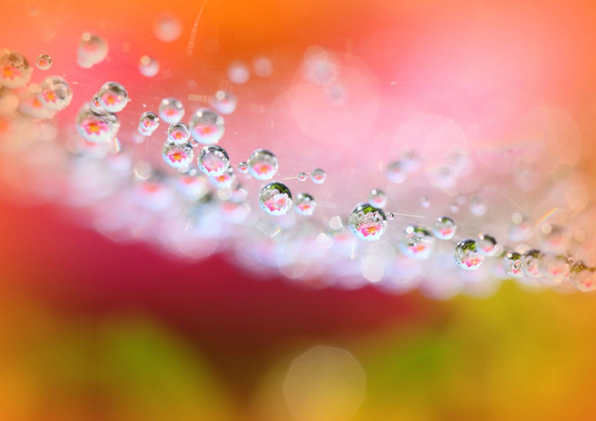Beautiful drops | GANREF