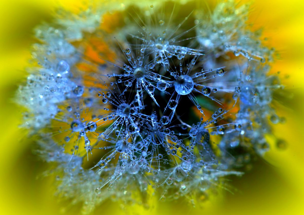 Beautiful drops | GANREF