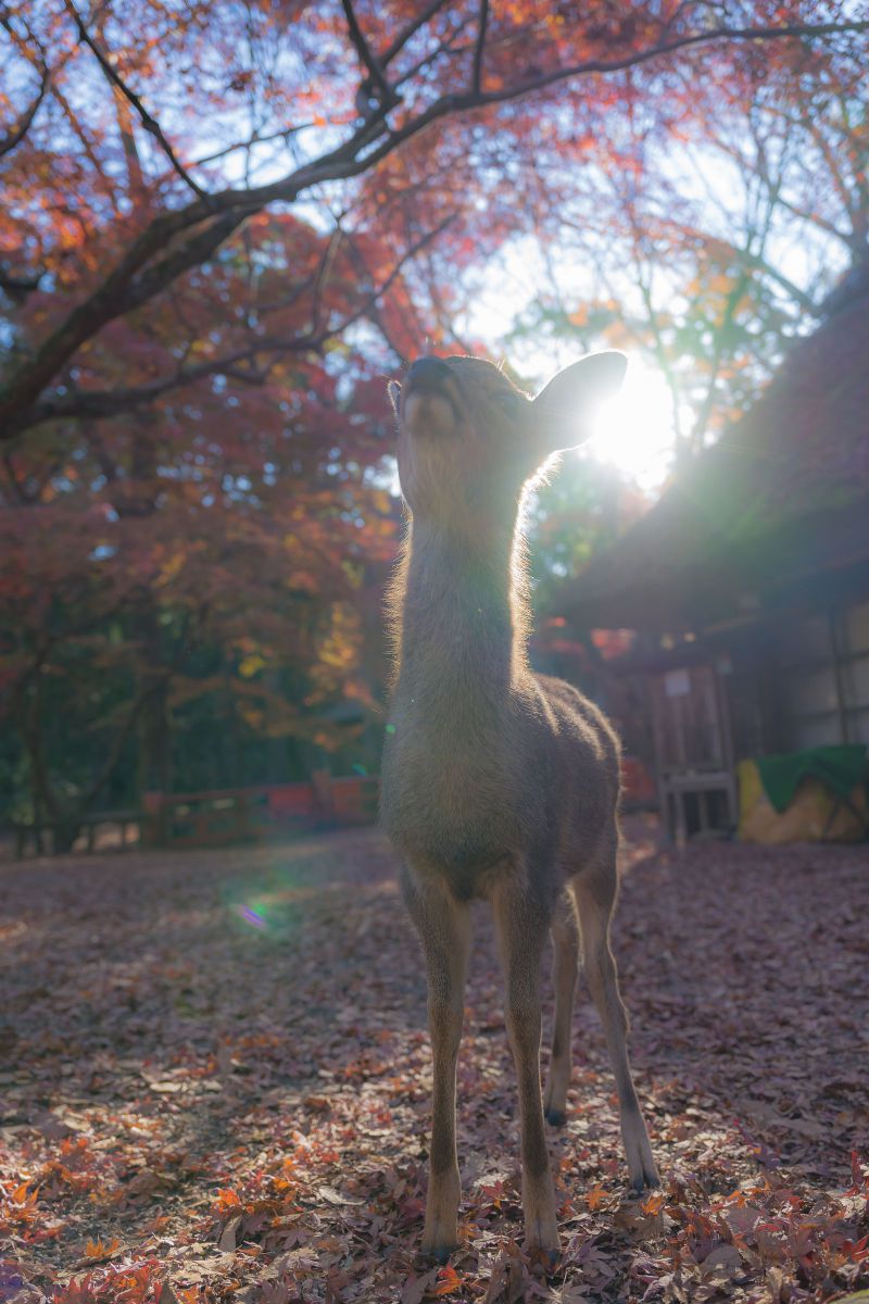 鹿と紅葉 | GANREF