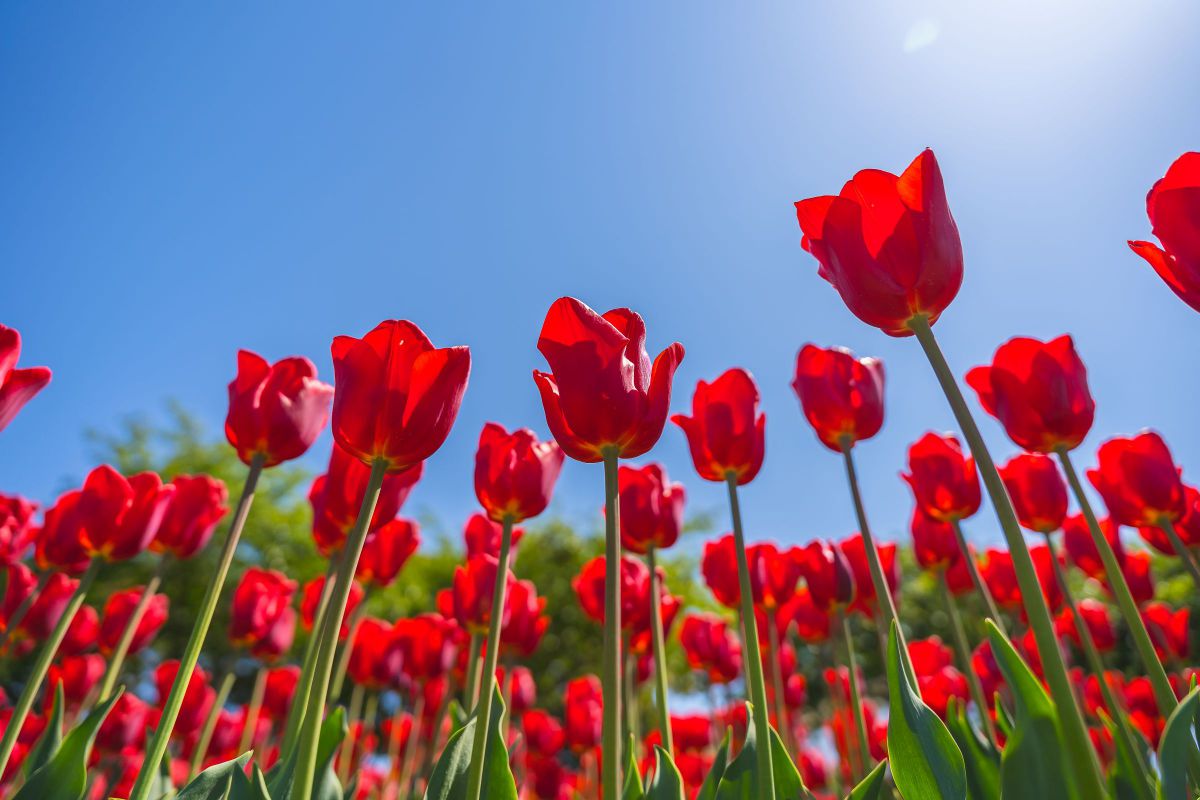 チューリップ | GANREF