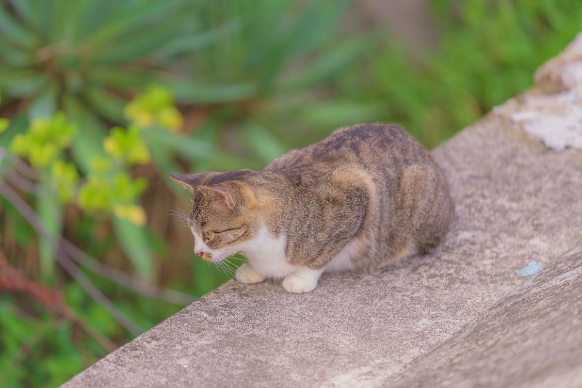 野良猫ちゃん | GANREF