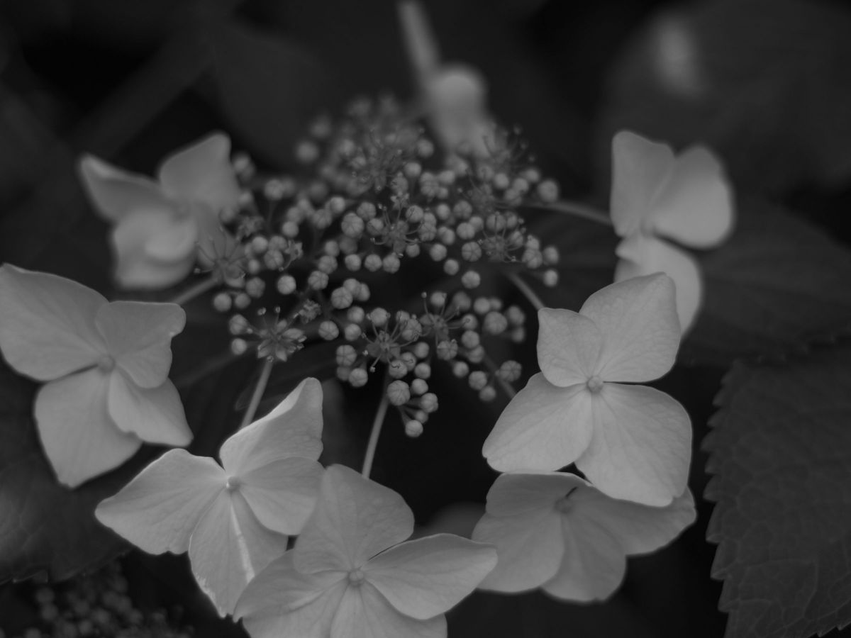 hydrangea | GANREF