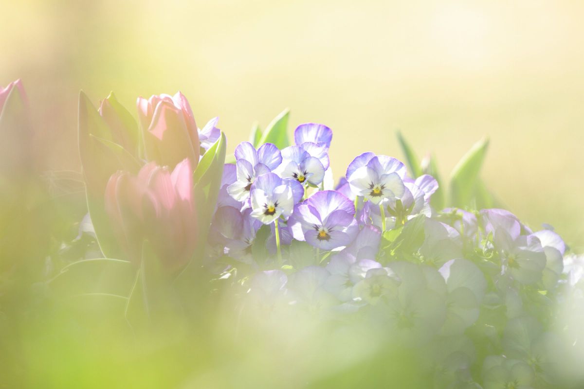 spring has come | GANREF