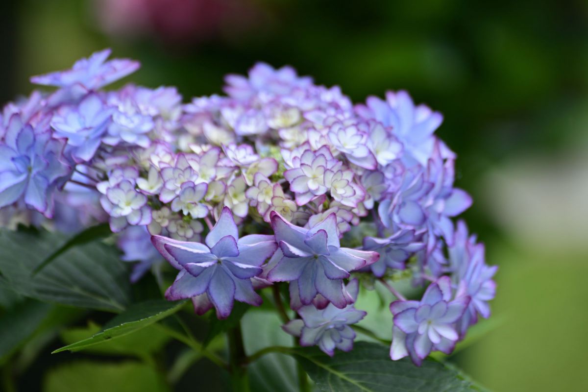 hydrangea | GANREF