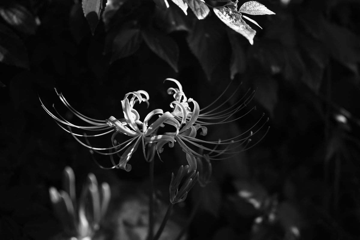 Lycoris radiata | GANREF