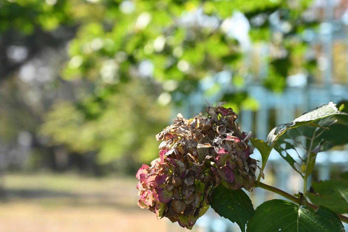 autumn hydrangea | GANREF