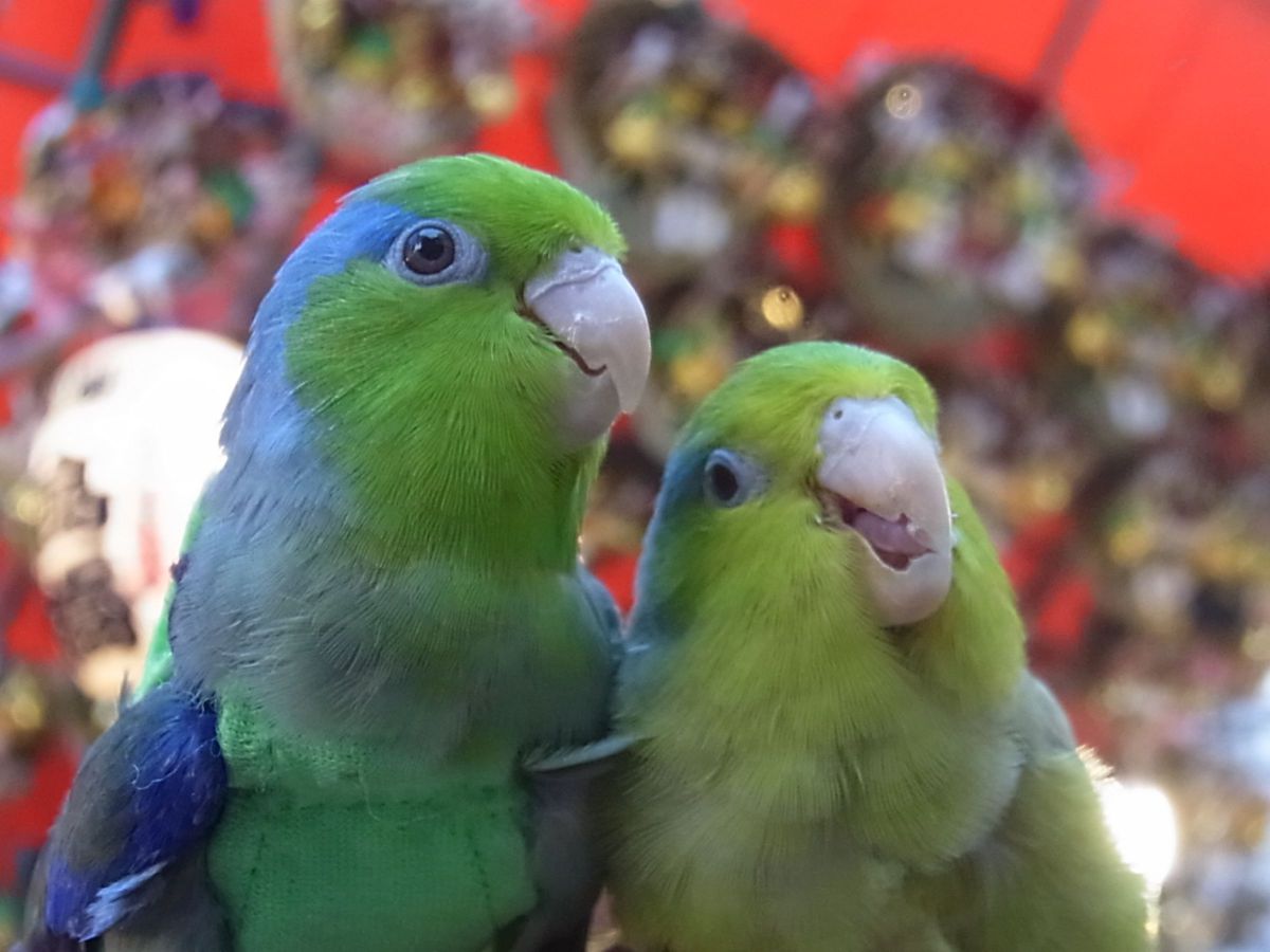 酉の市でデート2（リードついてます） | GANREF