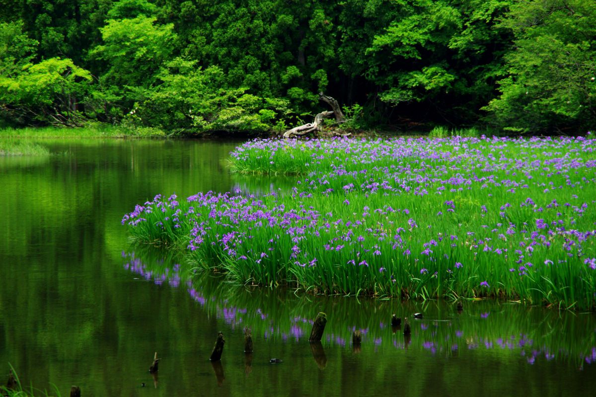 平池の杜若 | GANREF