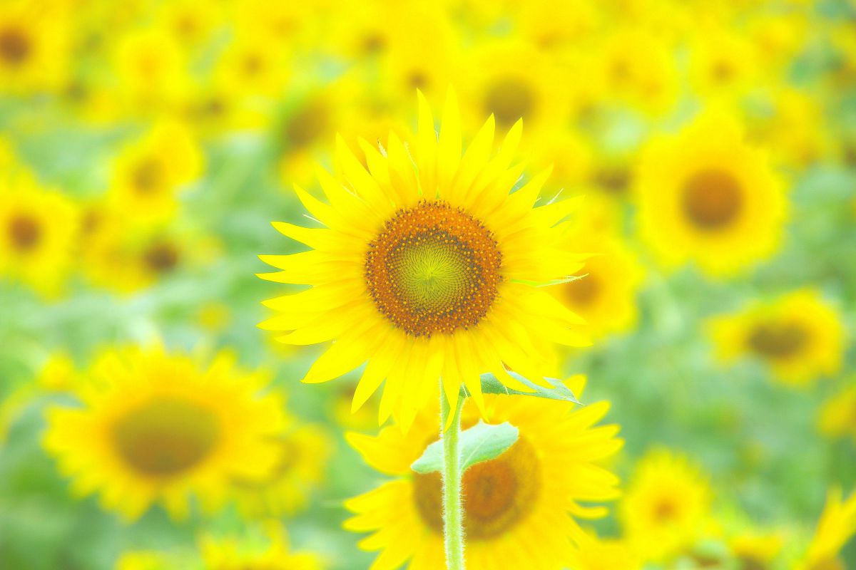 Sunflower | GANREF