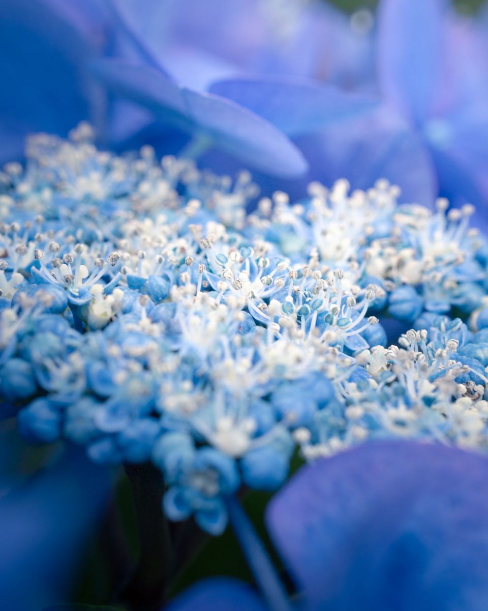 hydrangea | GANREF