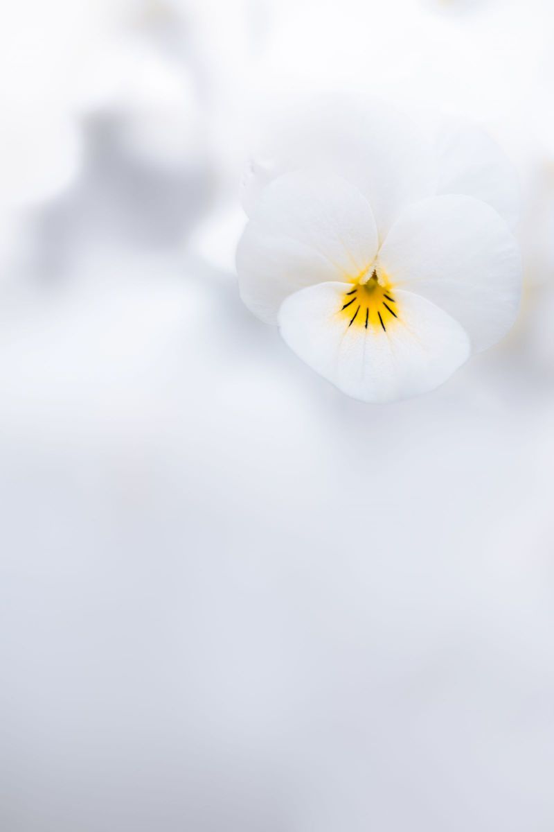 White〜純粋〜 | GANREF