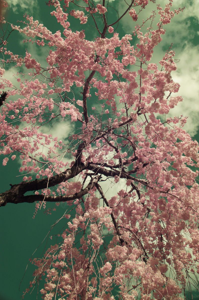 infra-red cherry blossom | GANREF