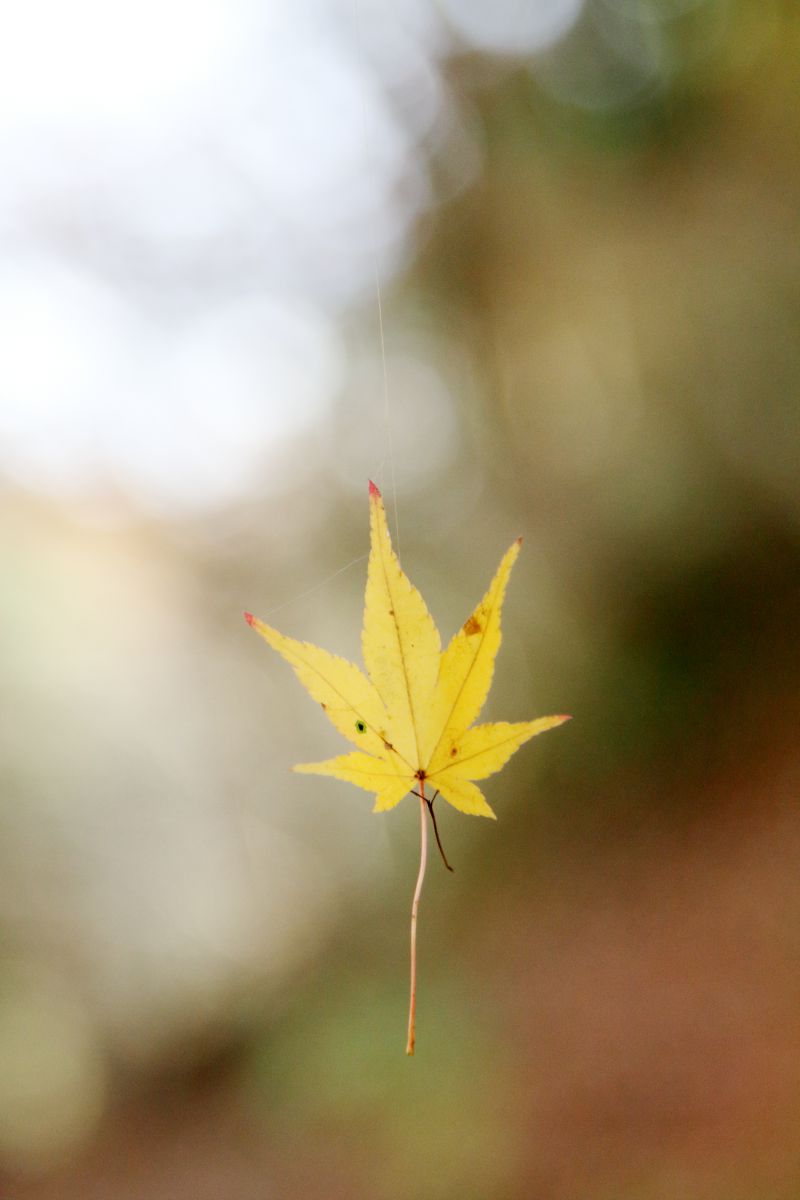 fall in autumn | GANREF