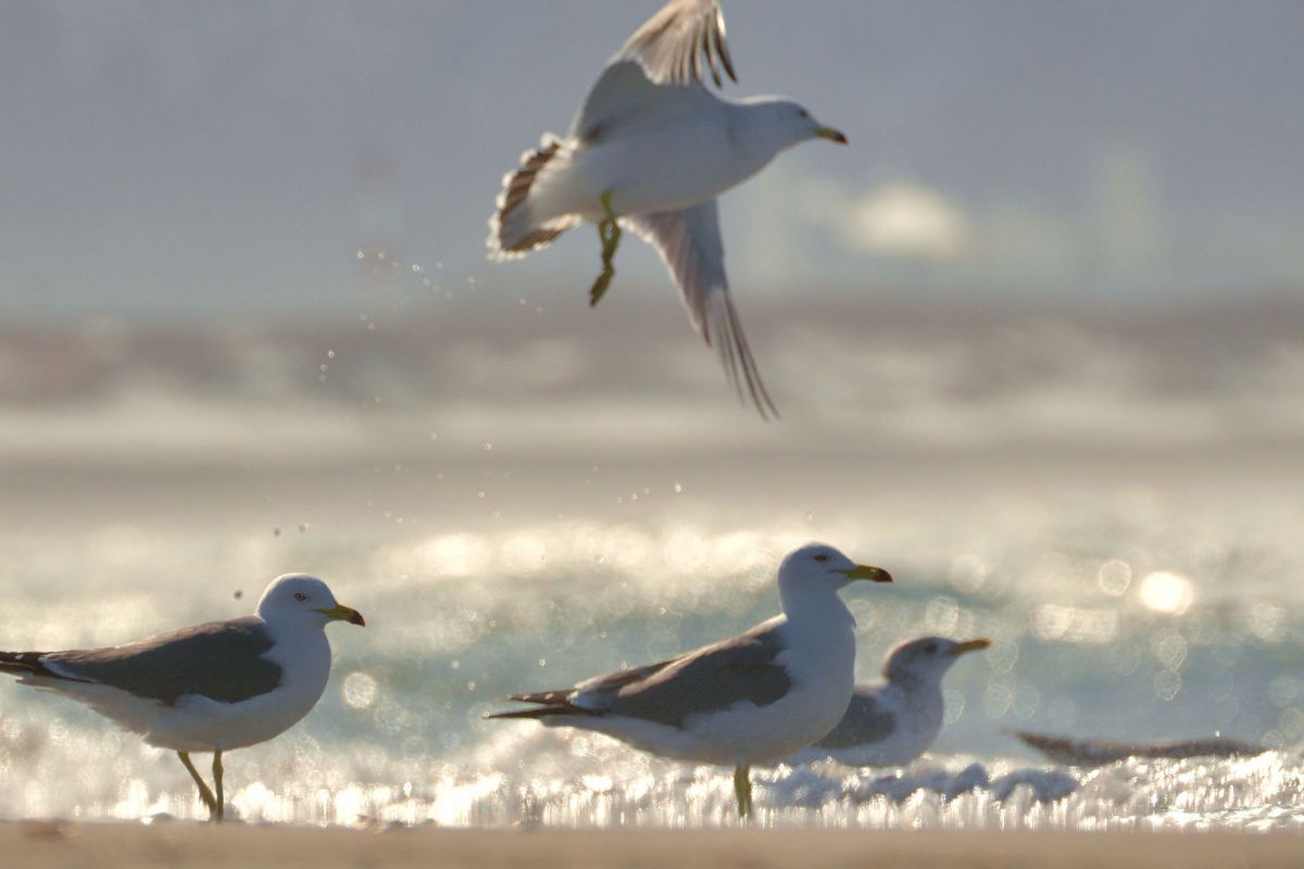 Conversation Piece | GANREF