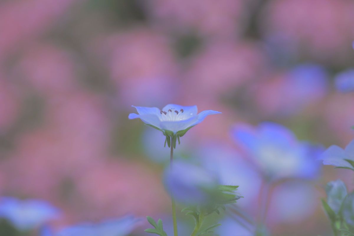 pretty in pink 2 | GANREF