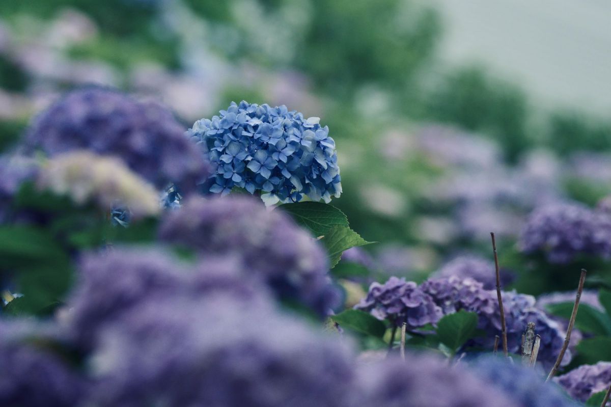 Forever Blue 2 | GANREF