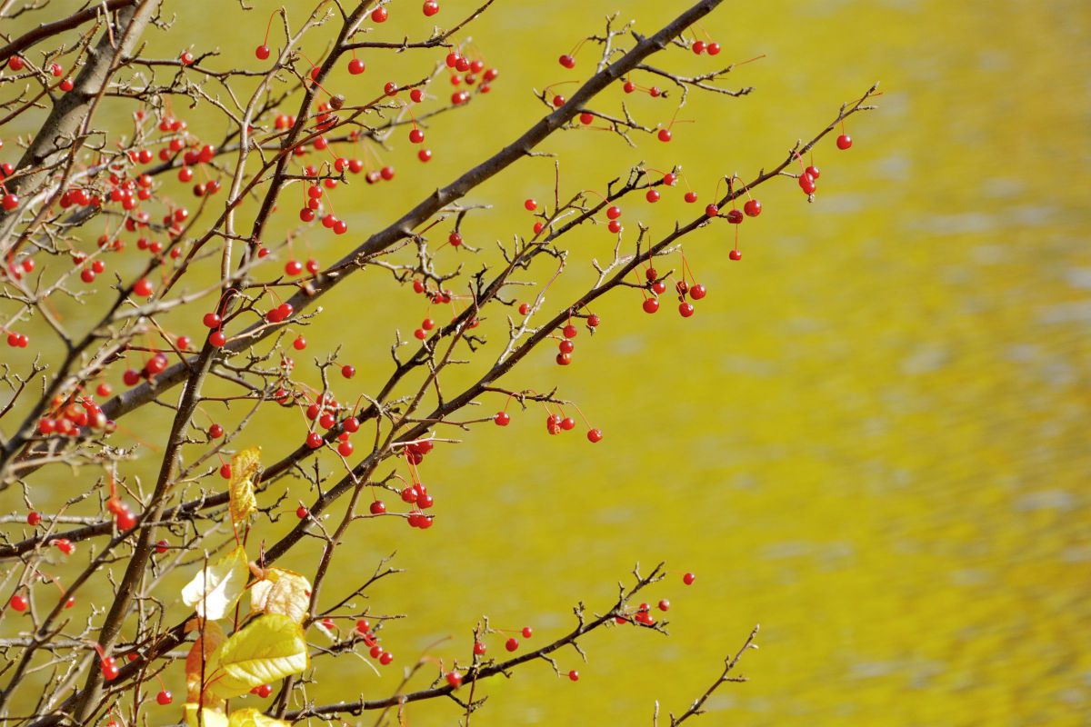 秋深し（2） | GANREF