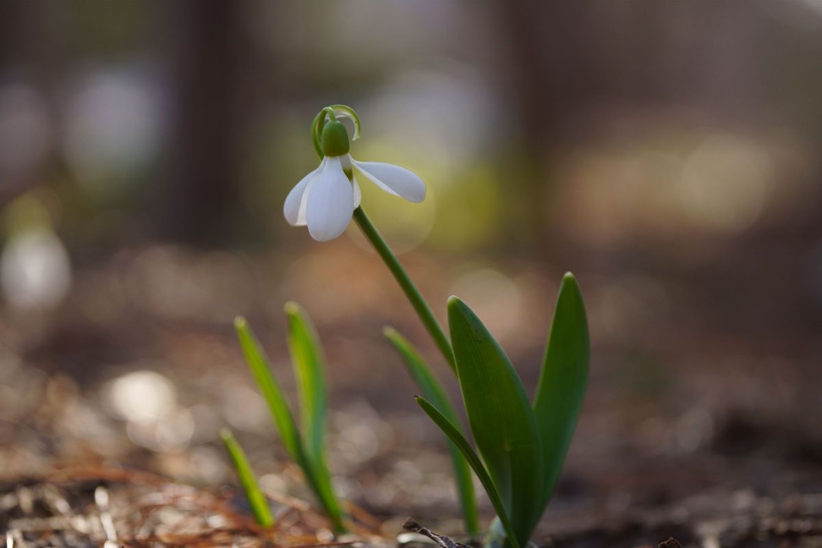 hello again | GANREF