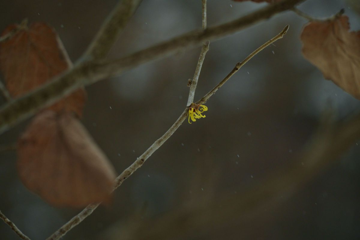 春の使者 | GANREF