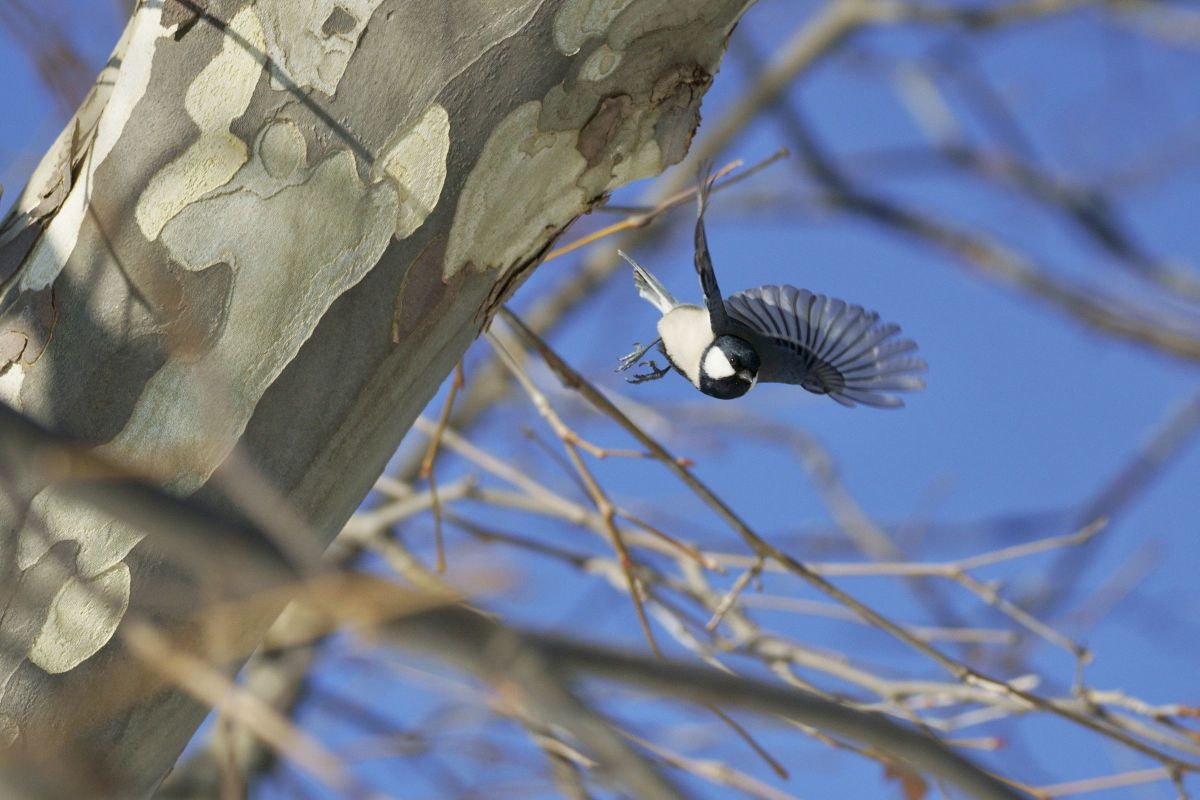 チャージ完了！ | GANREF