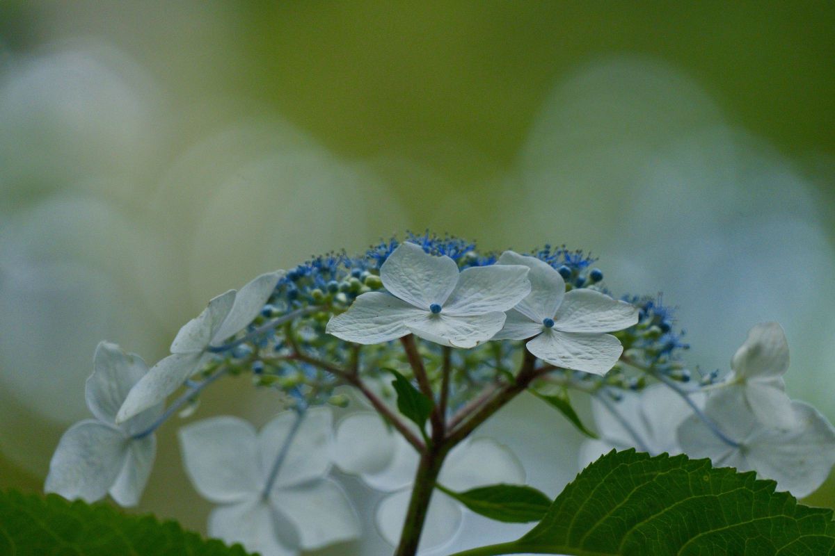 Forever Blue | GANREF