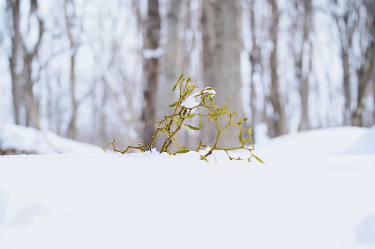 日々録 008 | GANREF