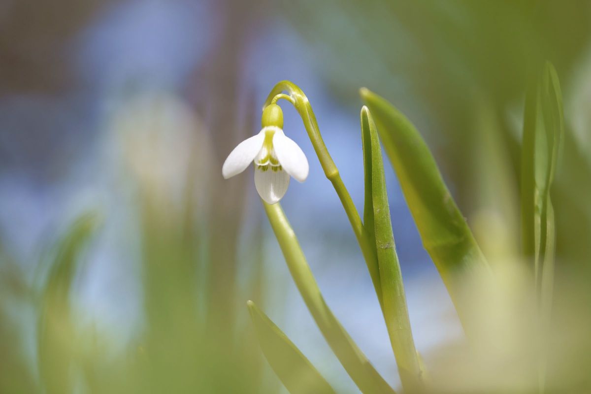 spring sonata 01 | GANREF