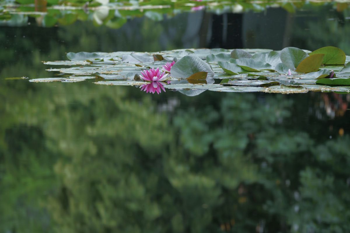 Before the Rain | GANREF