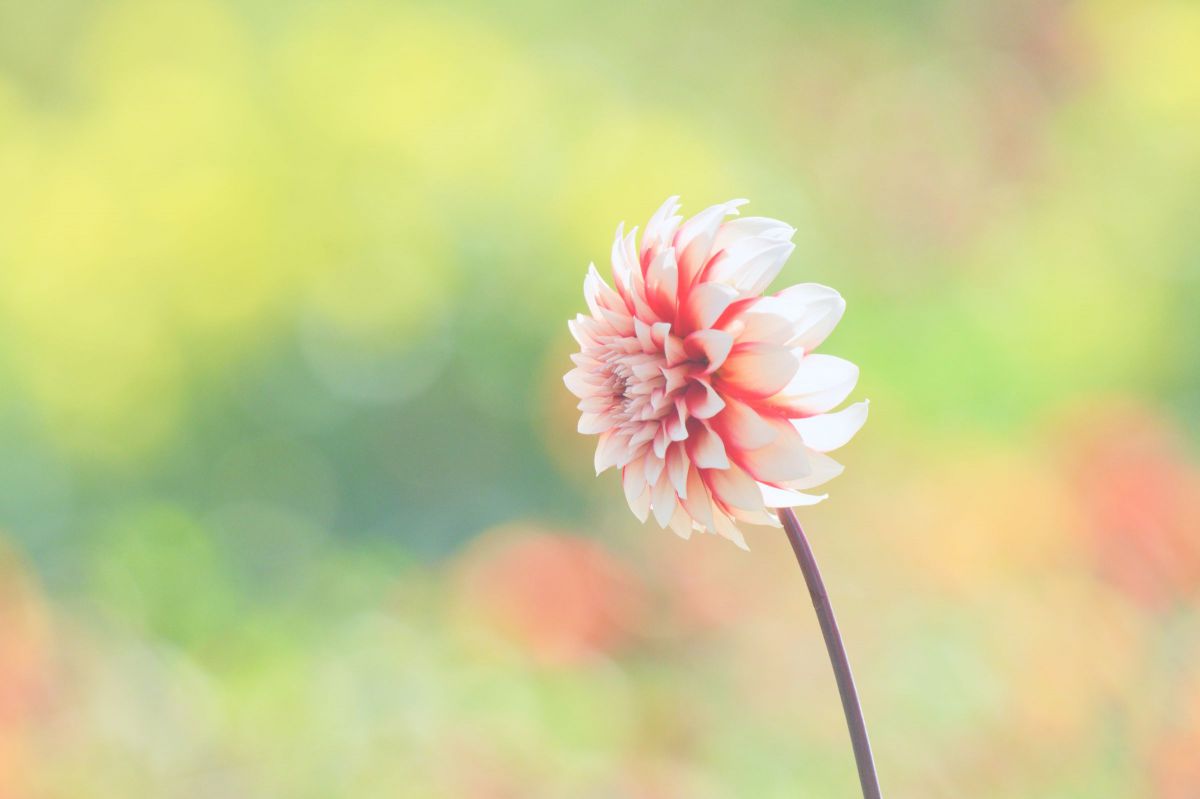 Color of mind ダリア咲く（2） | GANREF